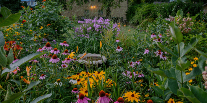Native Plants for Low-Maintenance City Gardens - Mahoney's Garden Center