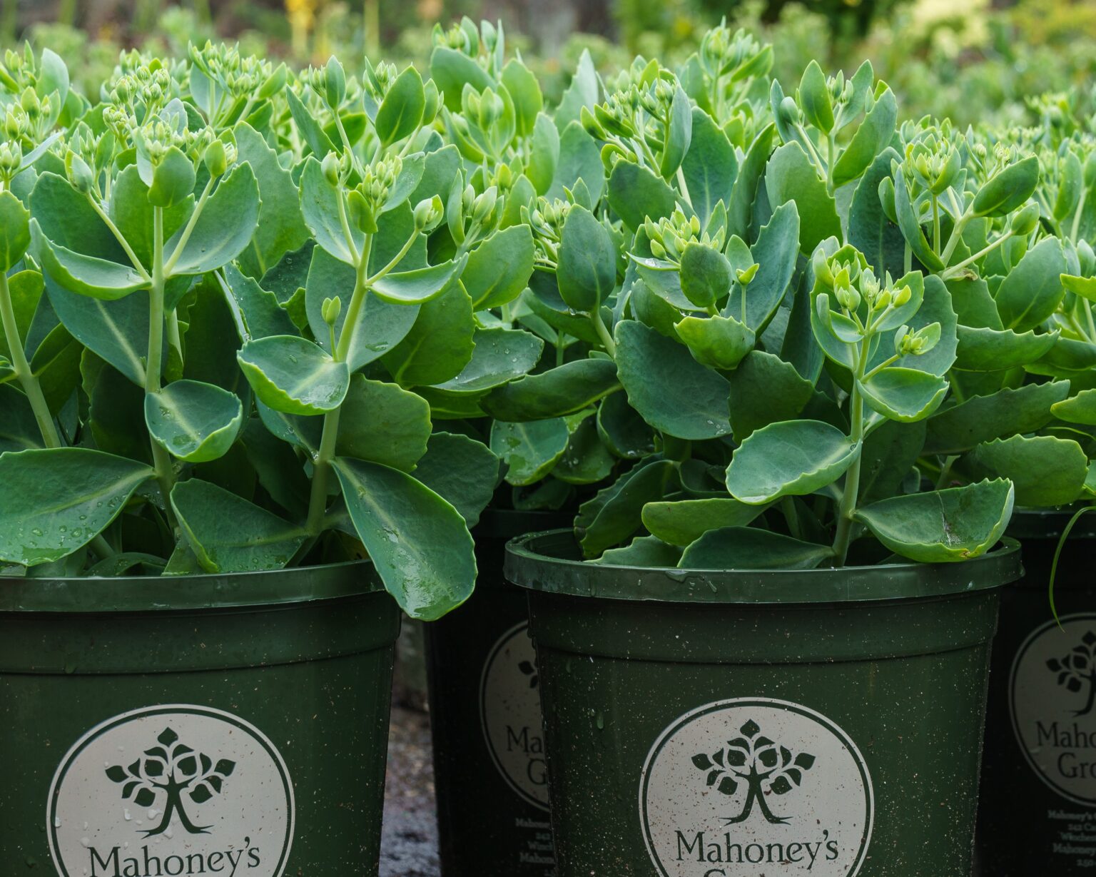 Hot Weather Heroes: 5 Heat Tolerant Perennials - Mahoney's Garden Center