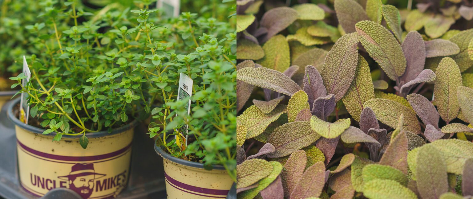 Planting Cold Crops in the Fall: What to Grow and How to Harvest - Blog ...