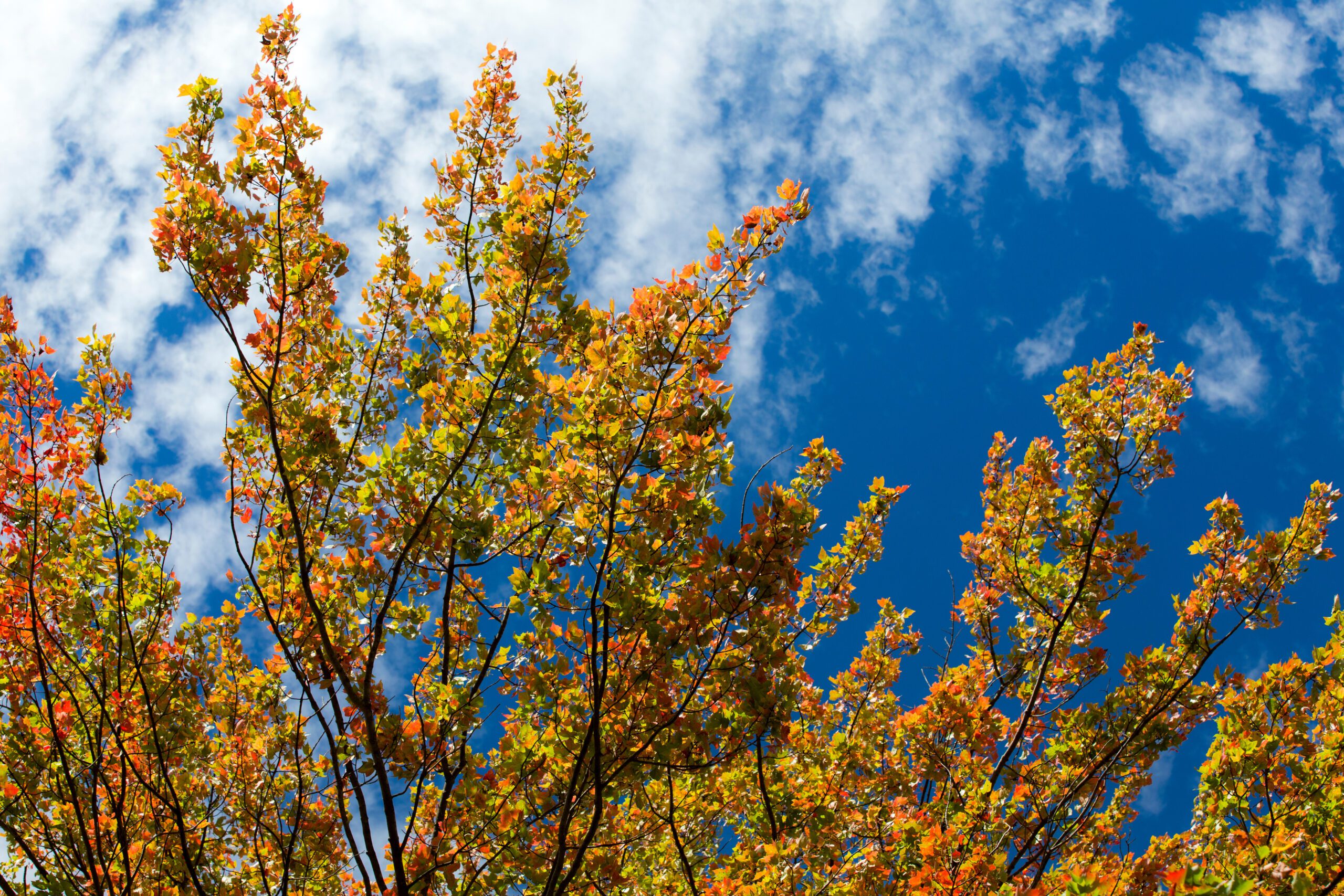 Fall Planting: The Secret to a Thriving Spring Garden