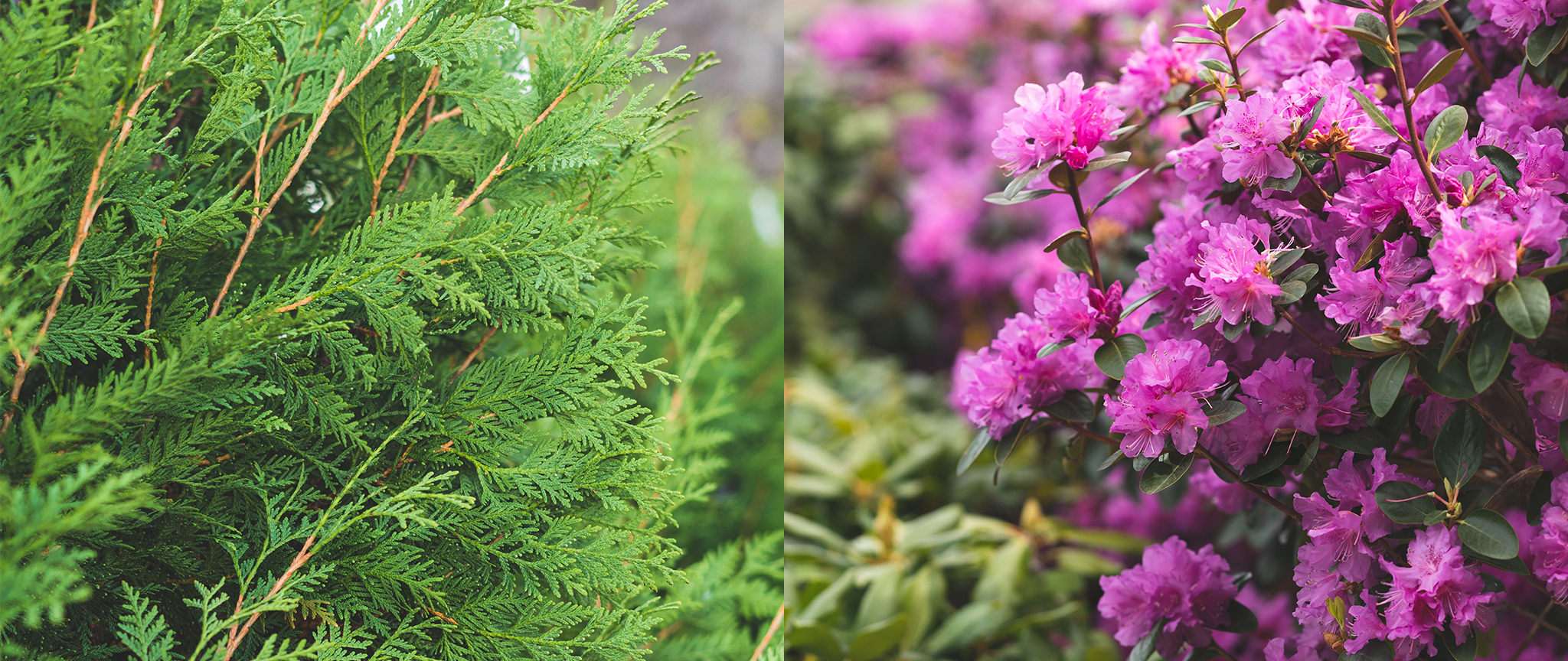 Maximize Your Garden’s Potential with Fall Fertilization - Mahoney's ... Maximize Your Garden’s Potential with Fall Fertilization - Mahoney's ...