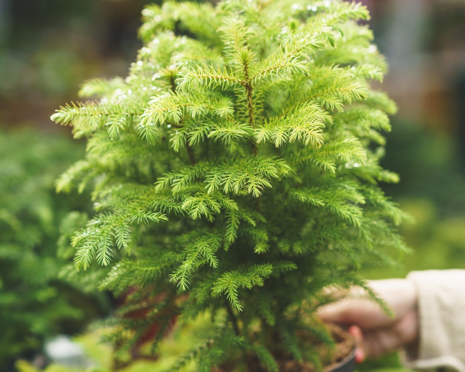 Norfolk Island Pine 101: Indoor Care Tips for a Happy Tree - Blog ...