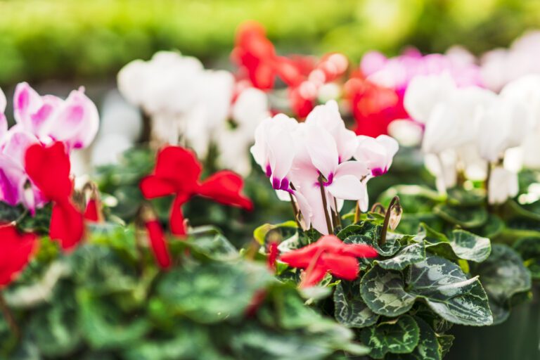 Cyclamen Care: How to Keep Them Happy and Healthy