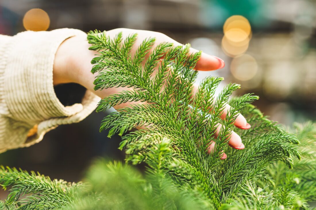 Norfolk Island Pine 101: Indoor Care Tips for a Happy Tree - Blog ...