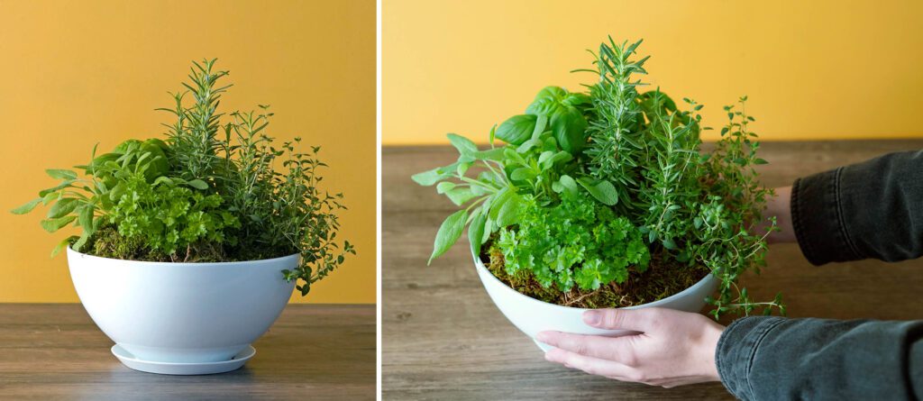Indoor Herb Garden: Fresh Flavors All Winter - Mahoney's Garden Center