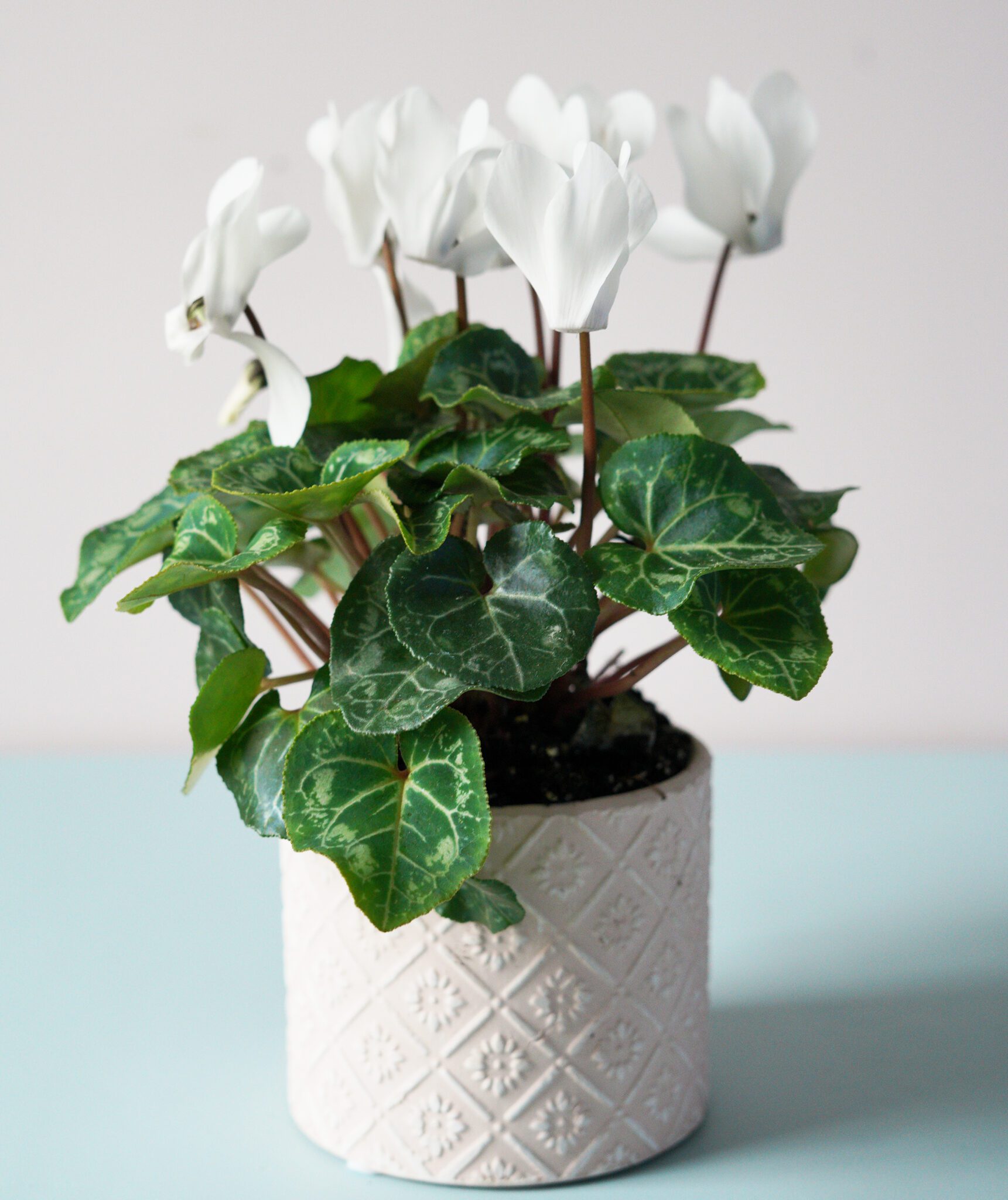 Cyclamen Care: How to Keep Them Happy and Healthy