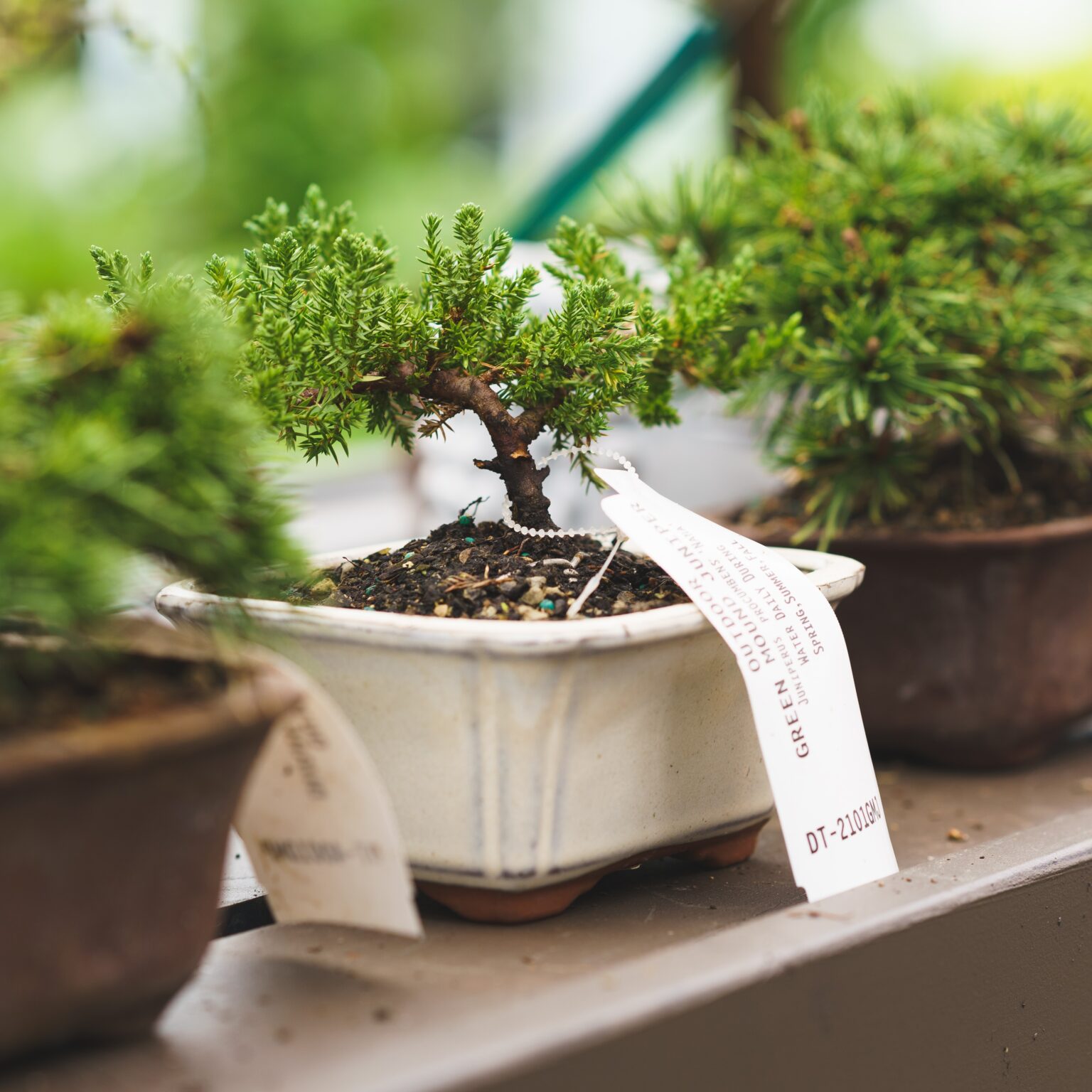 Auspicious Plants to Welcome Lunar New Year into Your Home - Mahoney's ...