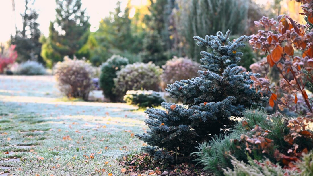 Designing for Winter Interest: A Guide to Vibrant Gardens Year Round ...