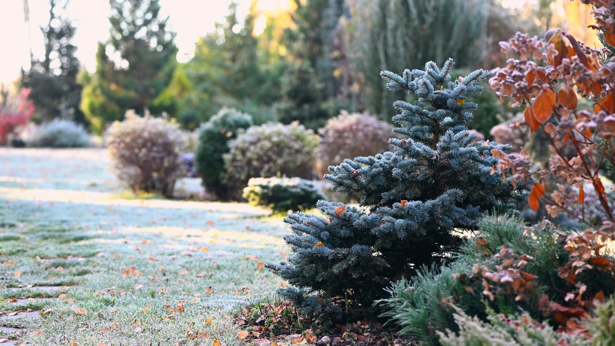 Designing for Winter Interest: A Guide to Vibrant Gardens Year Round ...