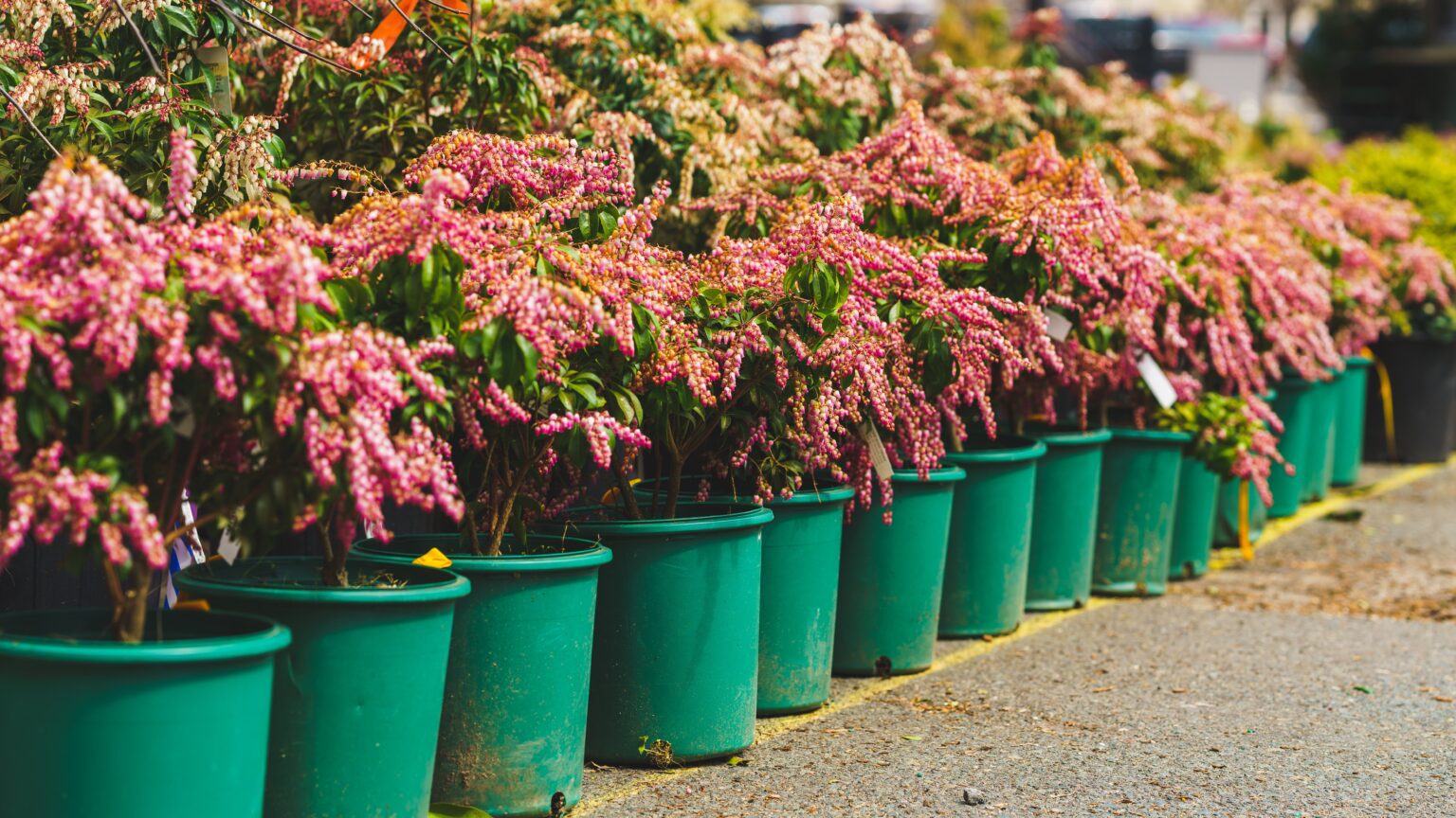 How to Grow and Care for Andromeda Shrubs - Mahoney's Garden Center