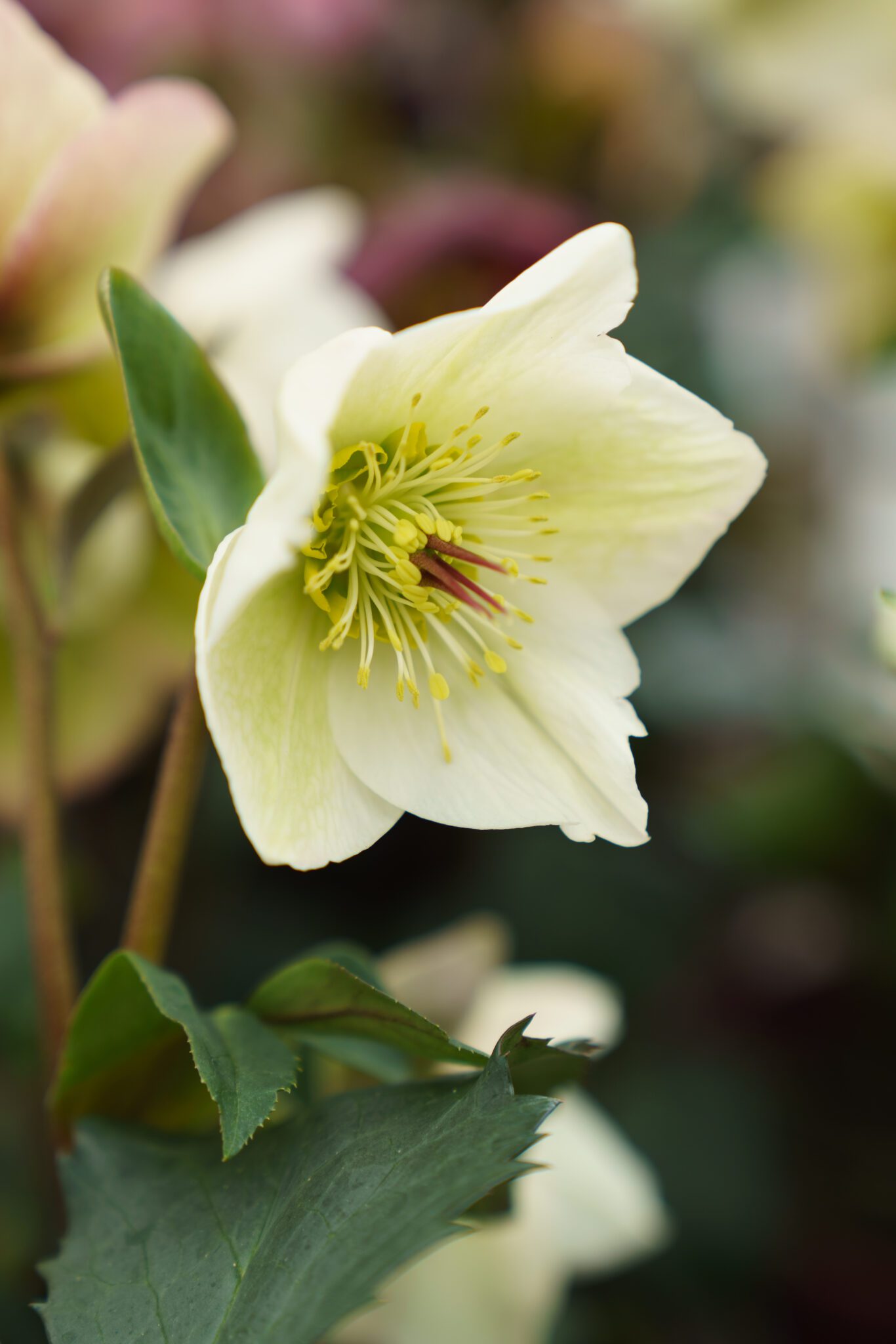 Hellebores: Harbingers of Spring - Blog- Mahoney's Garden Center