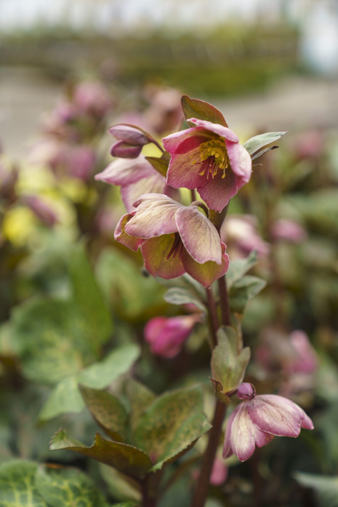 Hellebores: Harbingers of Spring - Blog- Mahoney's Garden Center