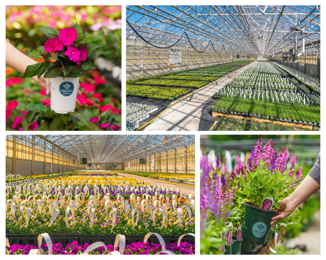 Our Story - Mahoney's Garden Center