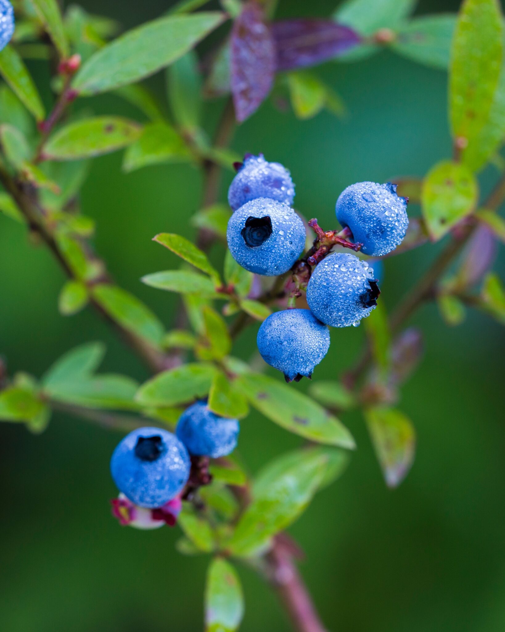 Grow Your Own Blueberries in New England - Mahoney's Garden Center