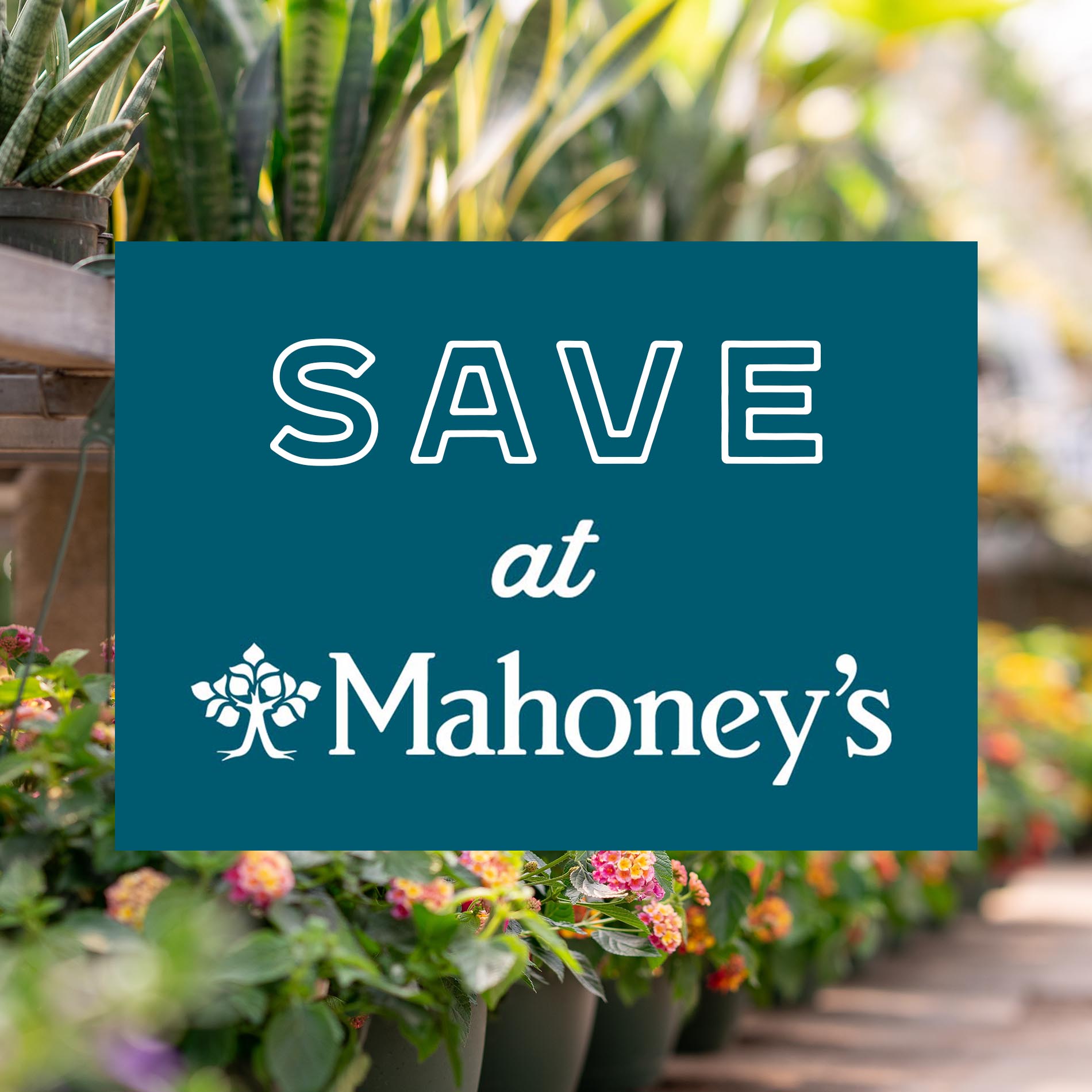 Specials - Mahoney's Garden Center