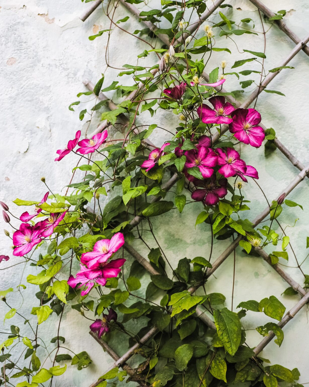Clematis 101: Choosing, Growing & Pruning the Queen of Climbers ...