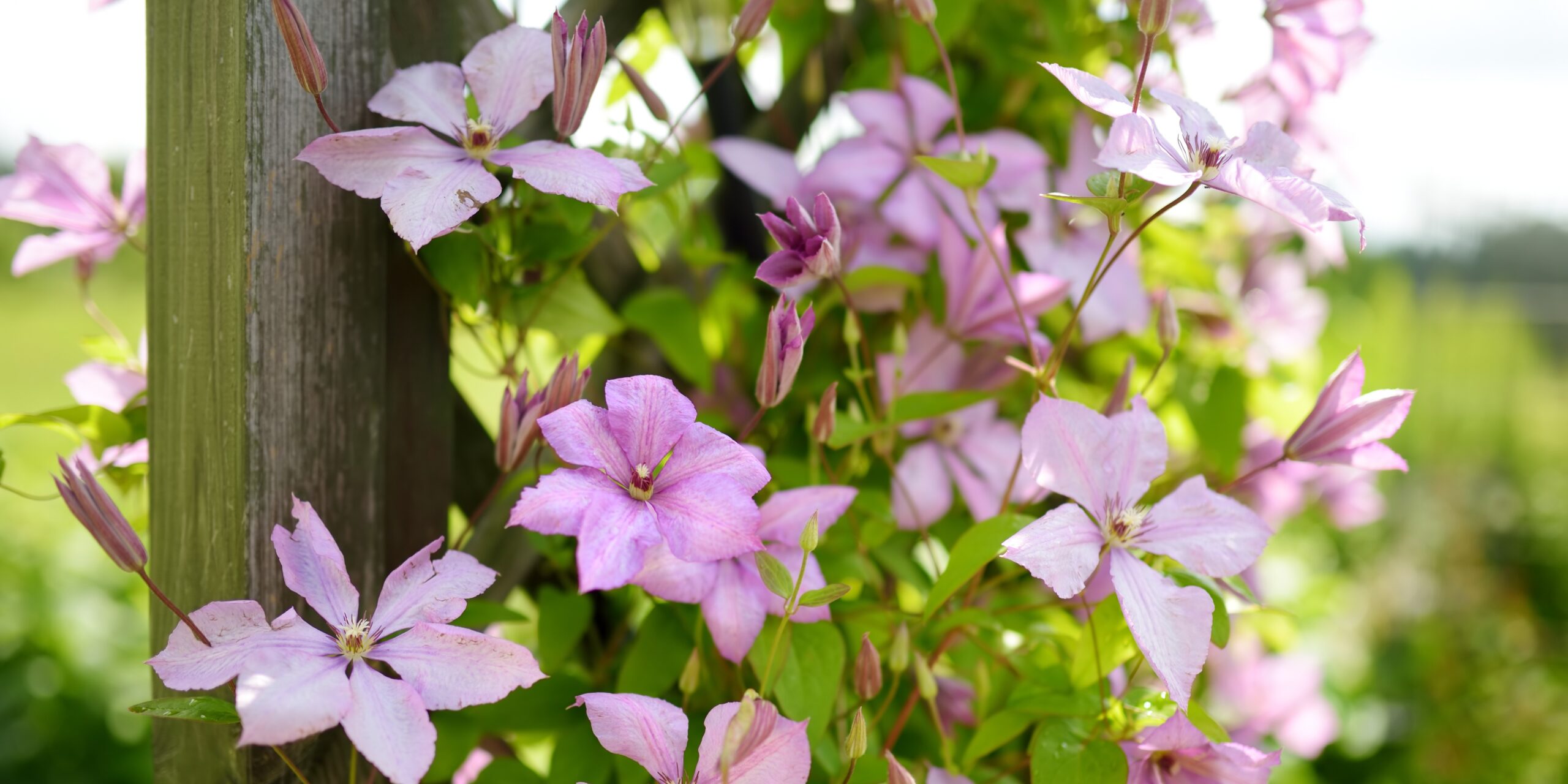 Clematis 101: Choosing, Growing & Pruning the Queen of Climbers ...