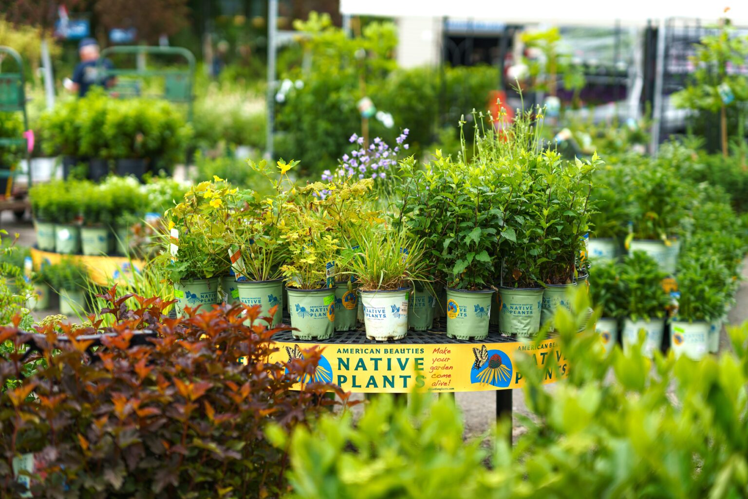Why Native Plants Matter in Massachusetts - Mahoney's Garden Center