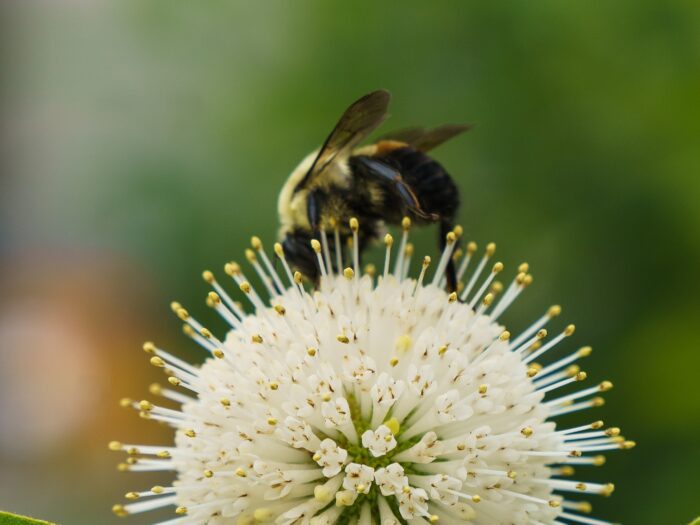 National Pollinator Week 2025 - Blog- Mahoney's Garden Center