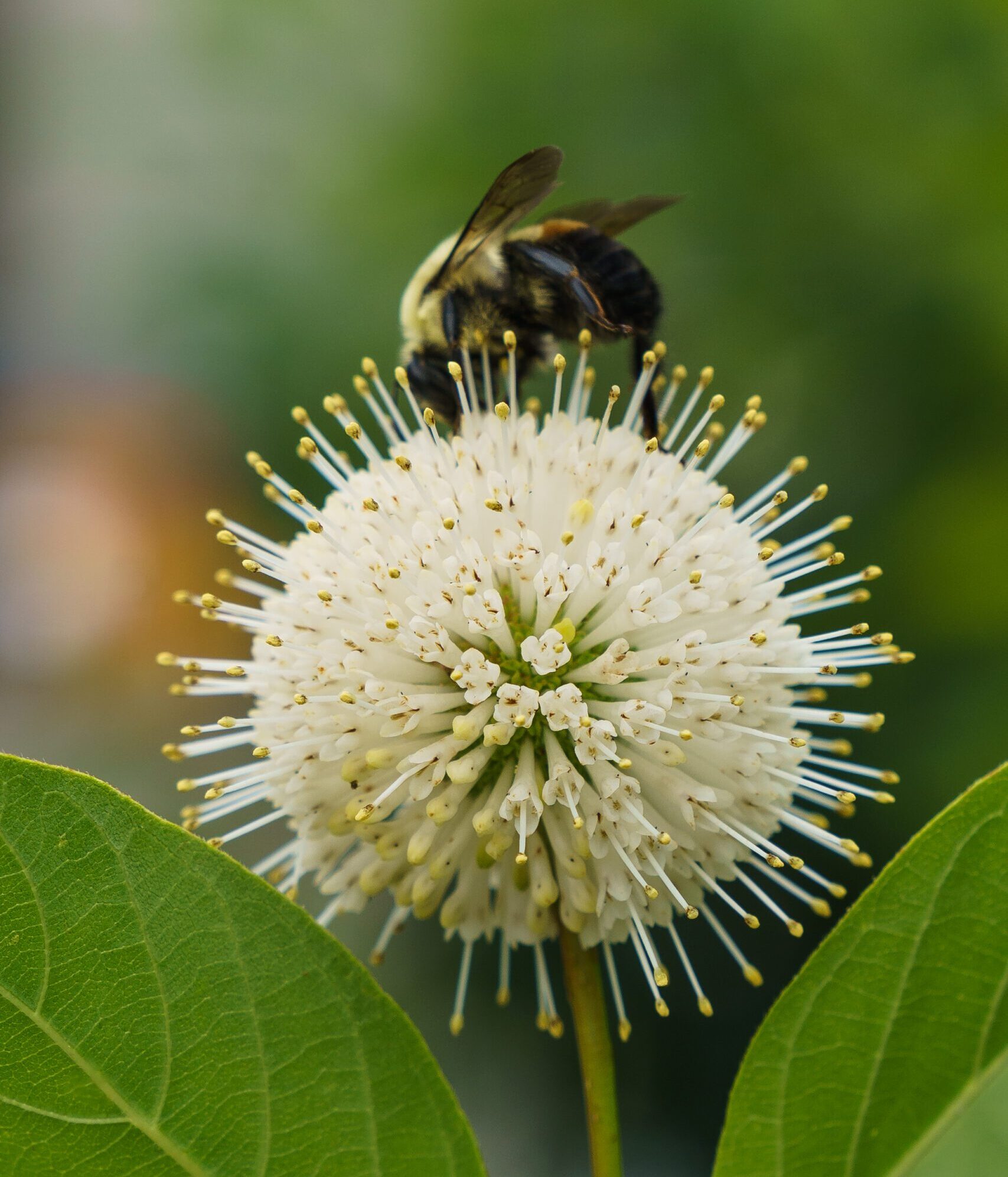 National Pollinator Week 2025 - Blog- Mahoney's Garden Center