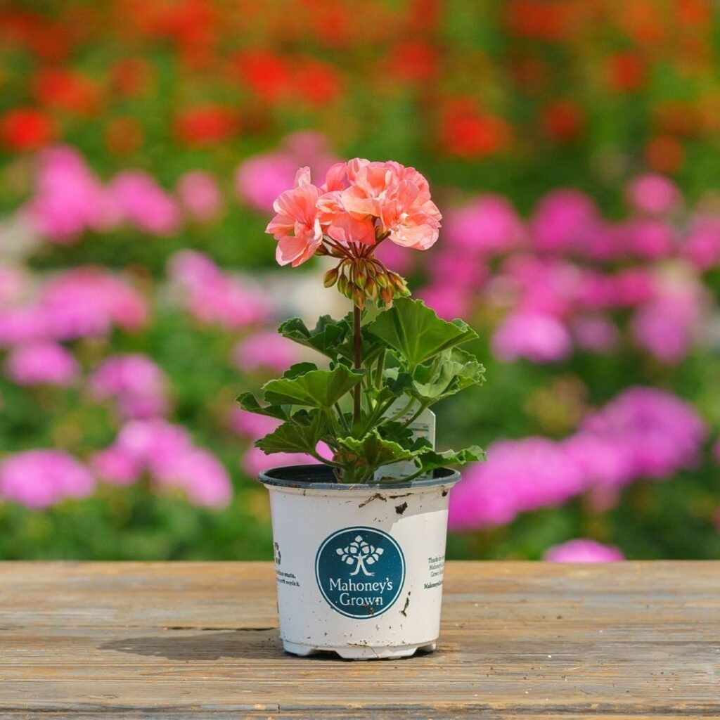 Grower’s Choice: Mahoney’s Geraniums, Fresh from Our Woburn Greenhouses ...