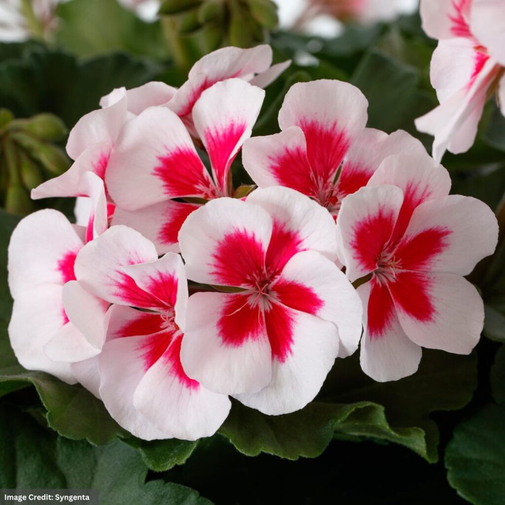 Grower’s Choice: Mahoney’s Geraniums, Fresh from Our Woburn Greenhouses ...