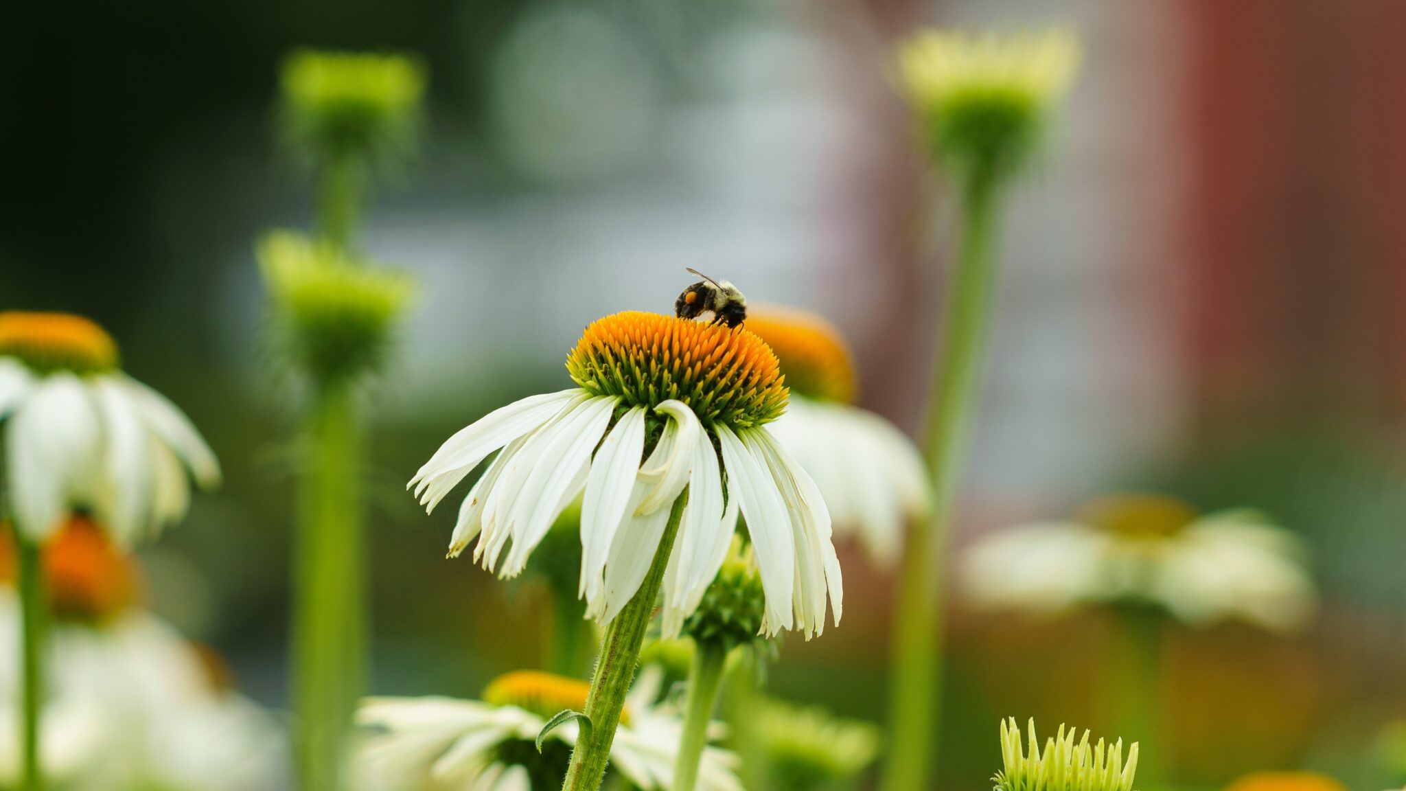 Pollinator Friendly Fertilizers: Feed Your Garden, Protect the ...