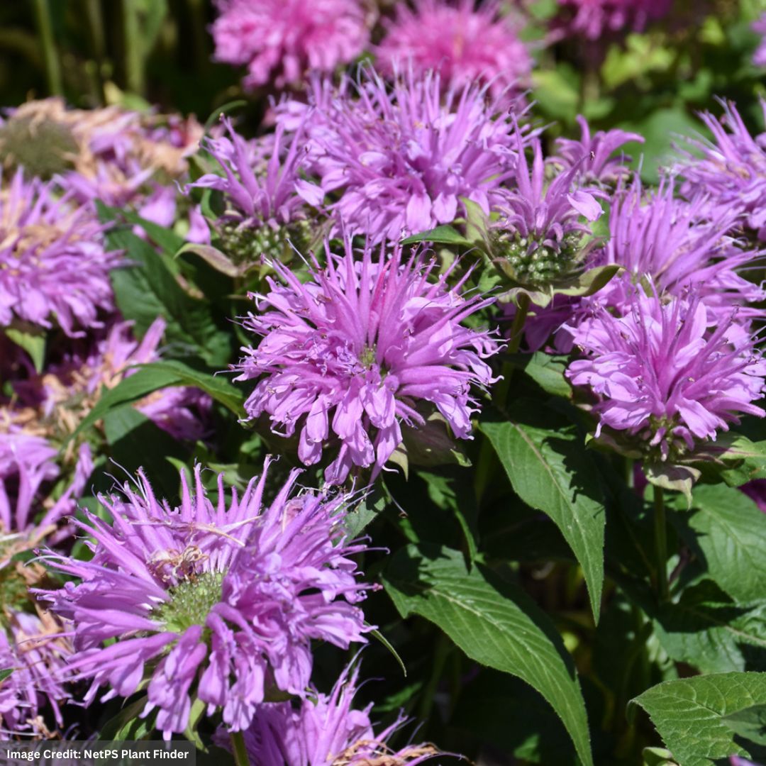 Monarda Magic: Bright Blooms for Hummingbirds and Bees - Mahoney's ...