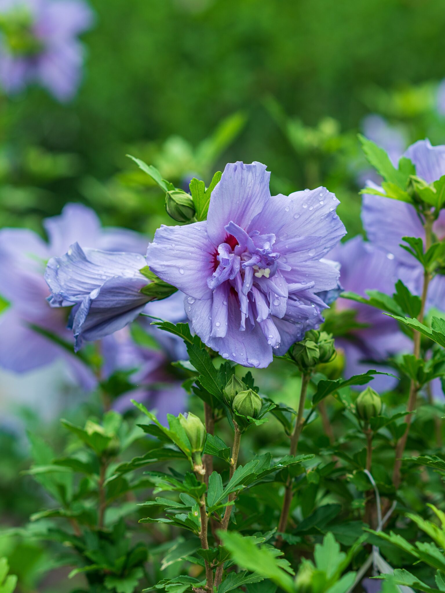 Rose of Sharon: A Summer Showstopper for New England Gardens - Mahoney ...