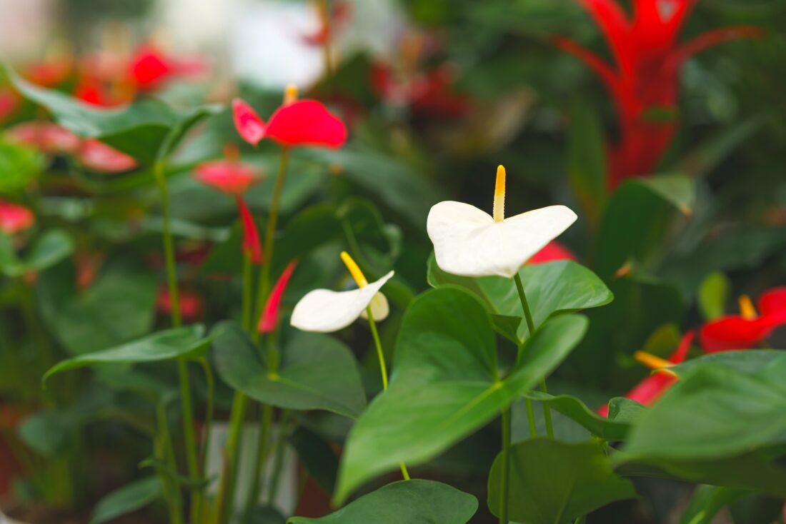 Anthuriums: Bold Color and Tropical Flair for Your Home - Blog- Mahoney ...