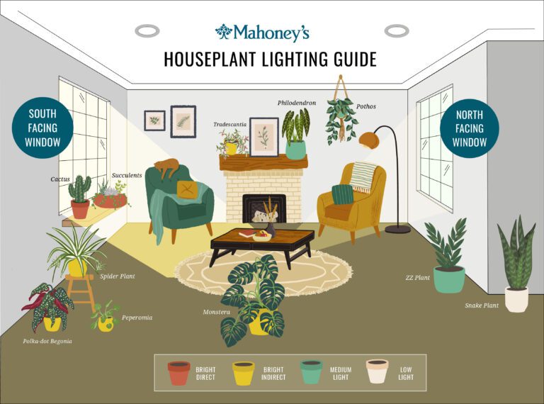 How to Understand Indoor Lighting for Houseplants - Mahoney's Garden Center
