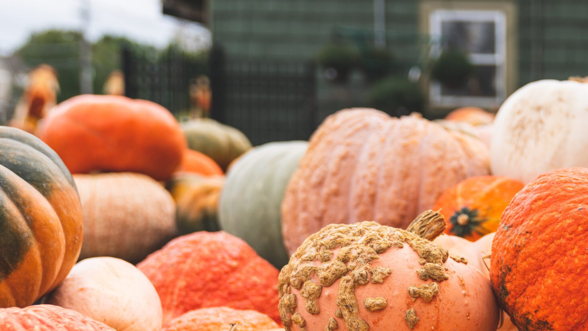 Pumpkins & Gourds for Every Fall Tradition - Mahoney's Garden Center