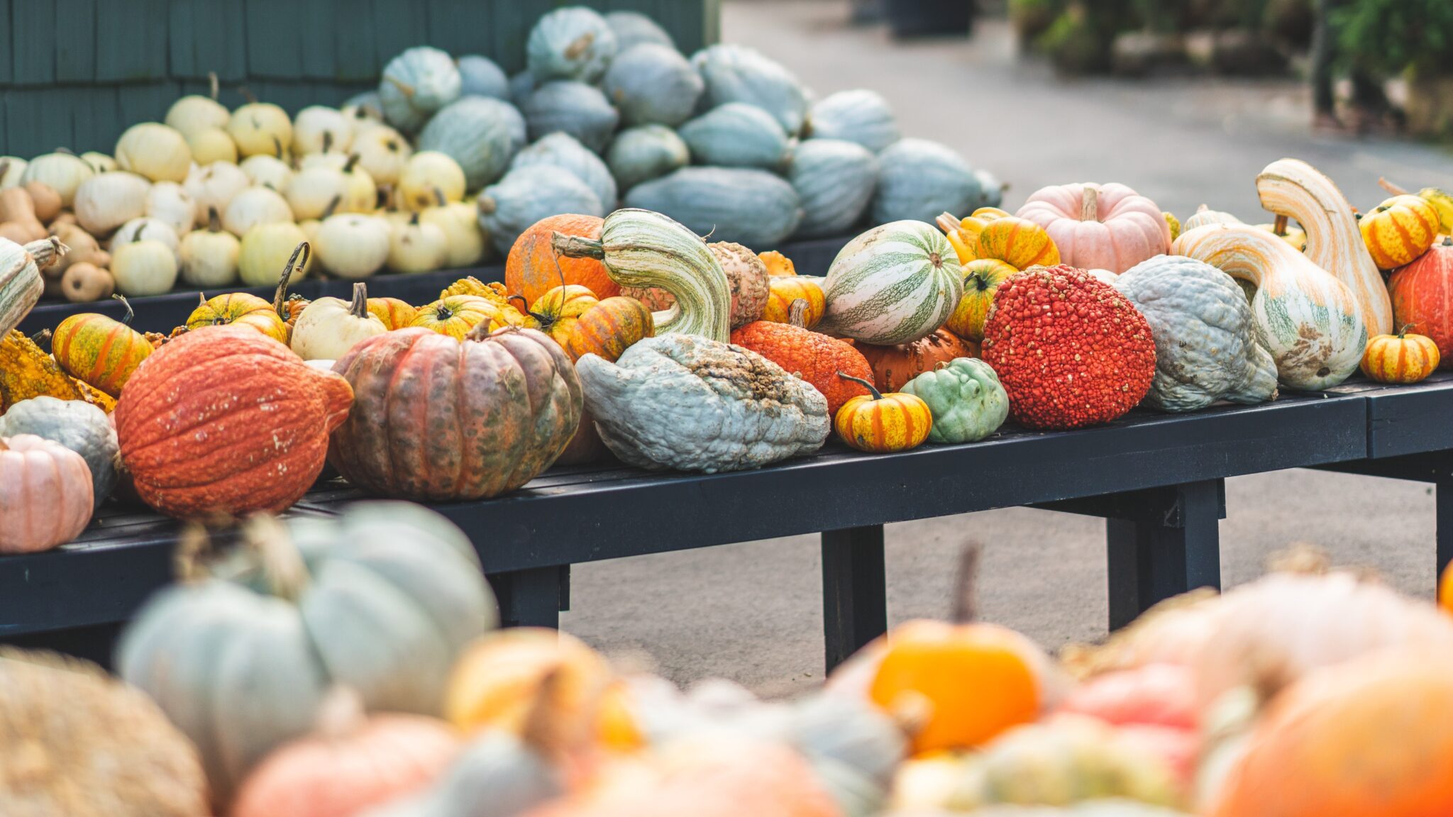 Pumpkins & Gourds for Every Fall Tradition - Mahoney's Garden Center