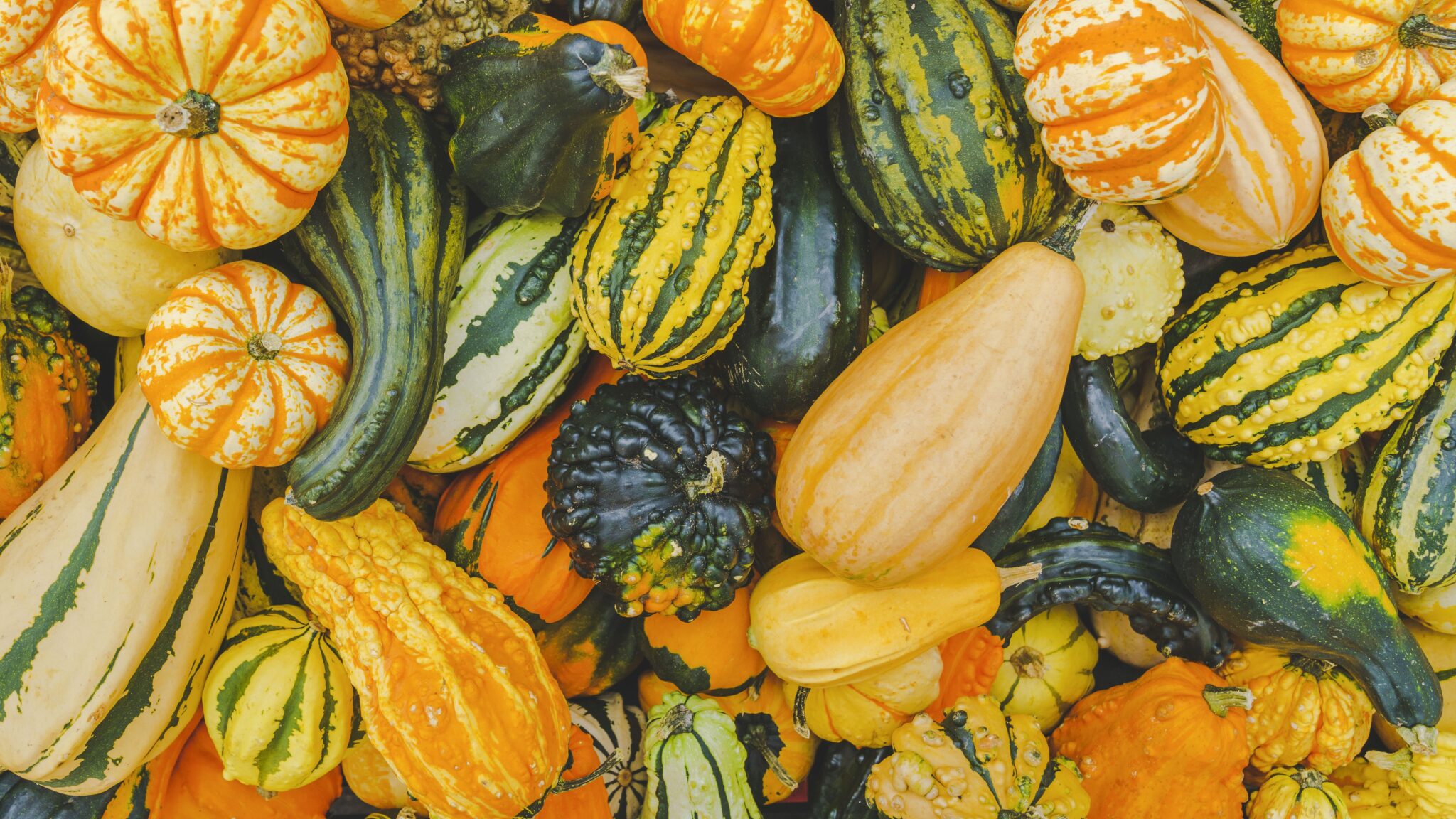 Pumpkins & Gourds for Every Fall Tradition - Mahoney's Garden Center