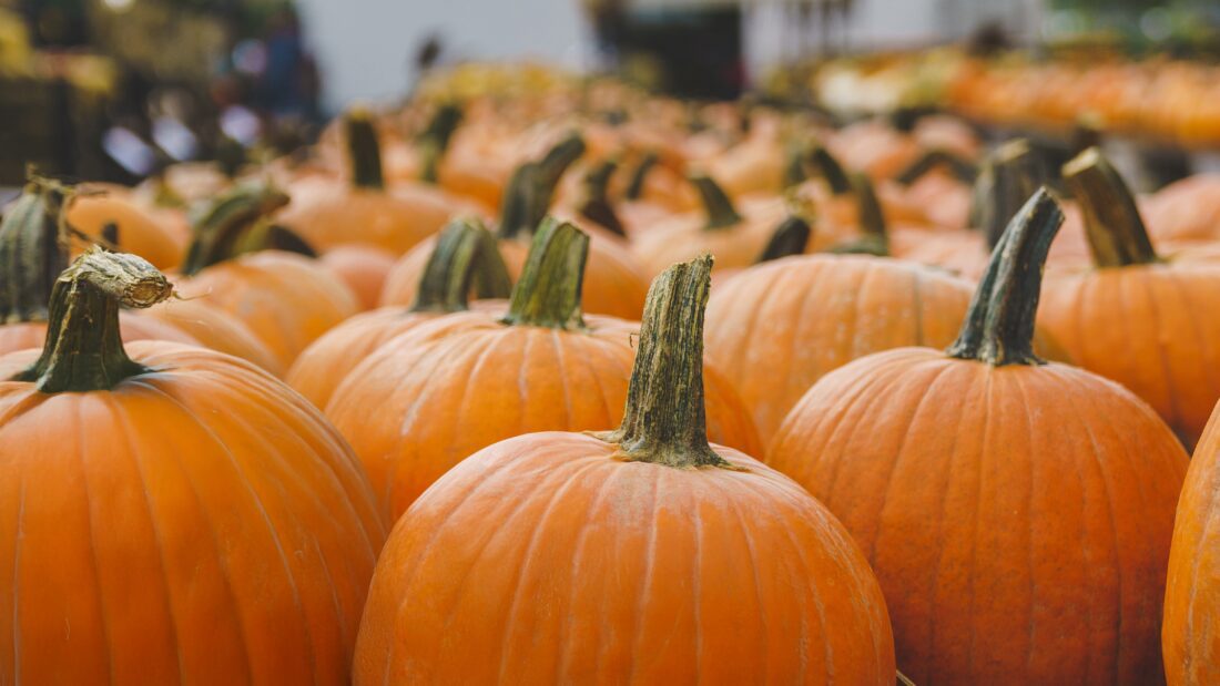 Pumpkins & Gourds for Every Fall Tradition - Mahoney's Garden Center