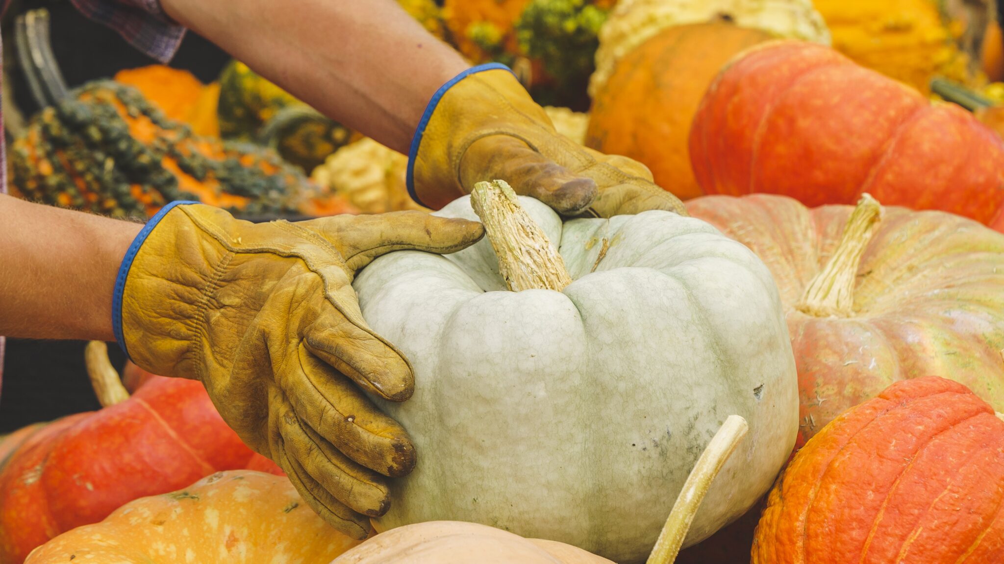 Pumpkins & Gourds for Every Fall Tradition - Mahoney's Garden Center