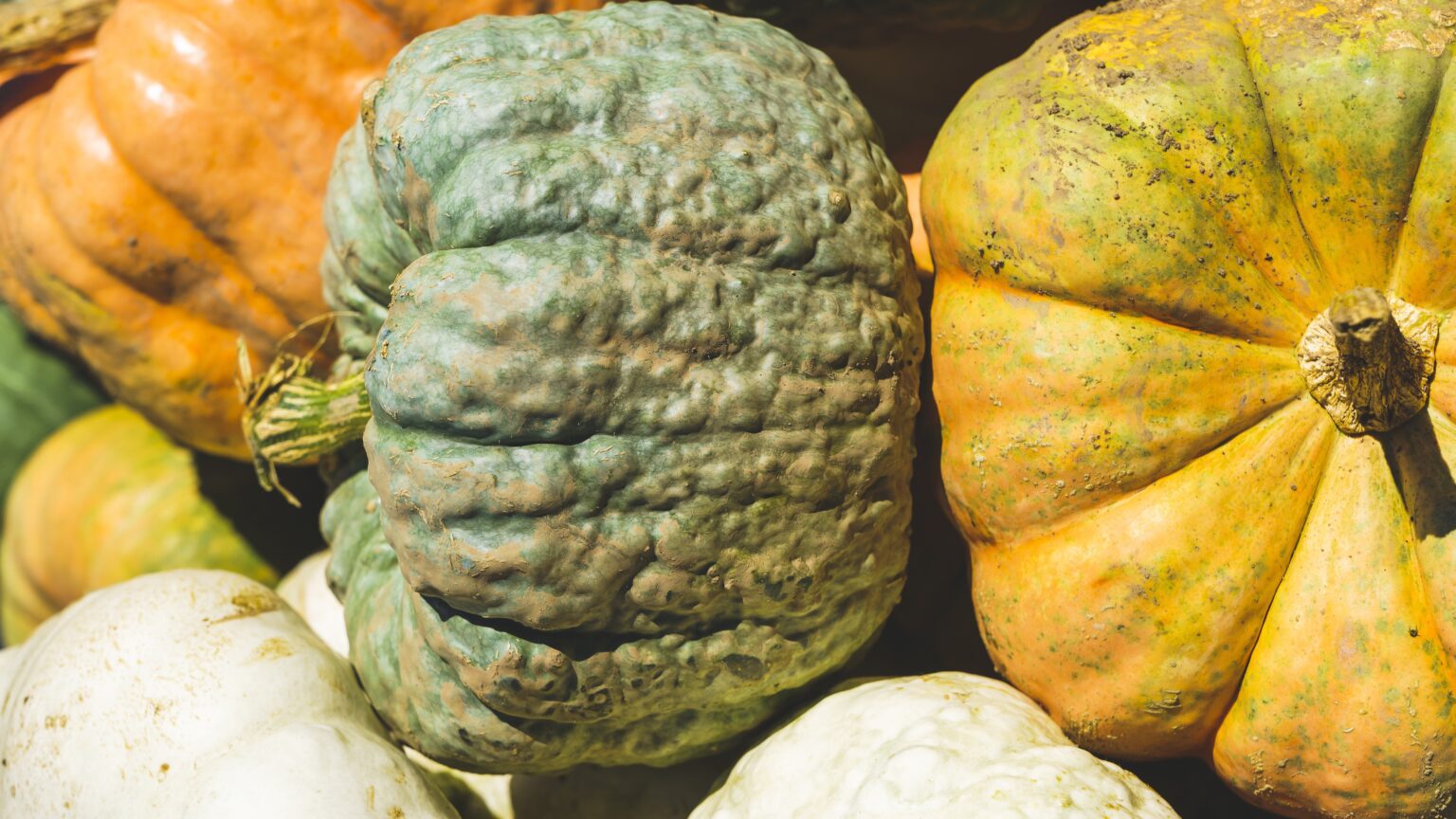 Pumpkins & Gourds for Every Fall Tradition - Mahoney's Garden Center