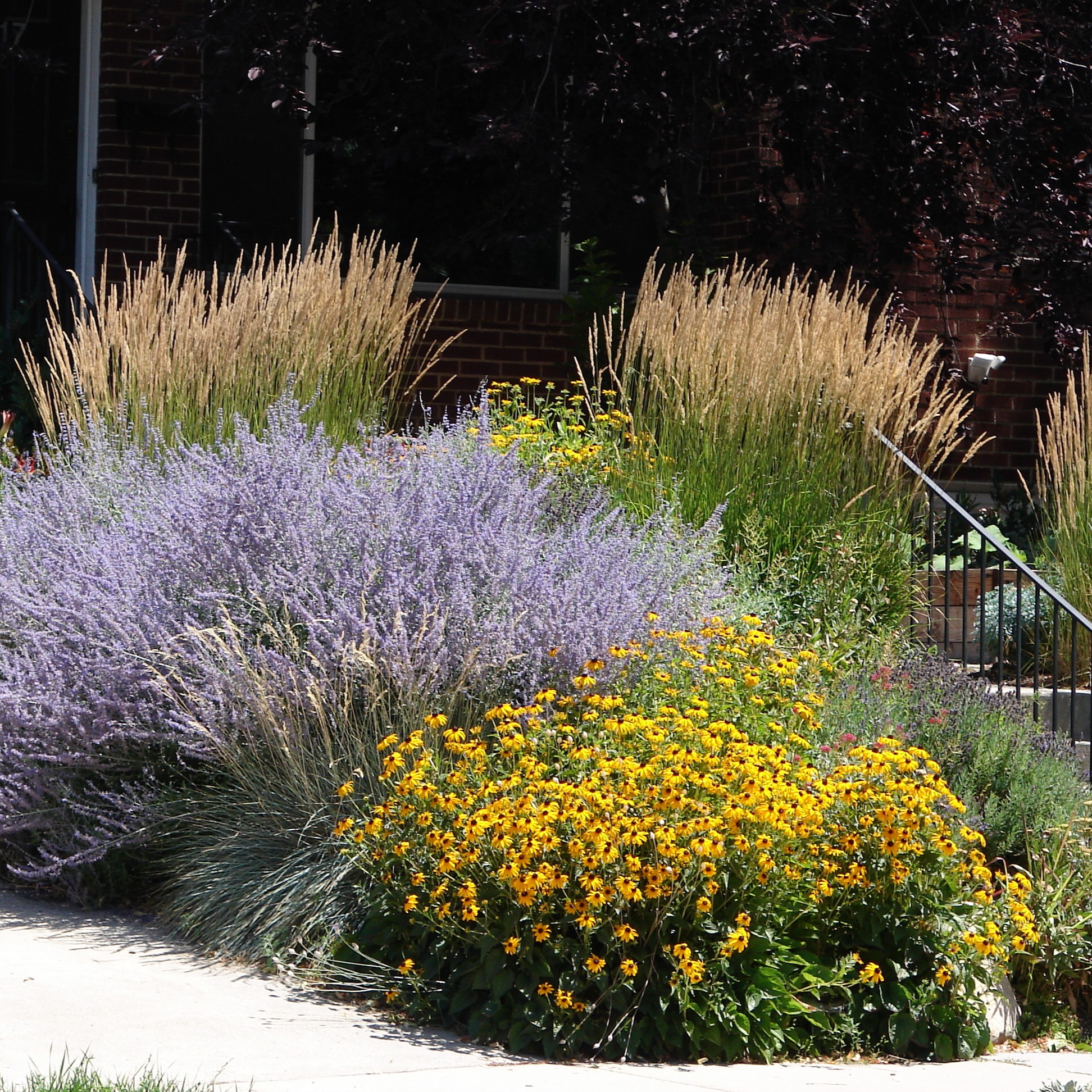 Montauk Daisies: A Cheerful Burst of Fall Blooms - Blog- Mahoney's ...