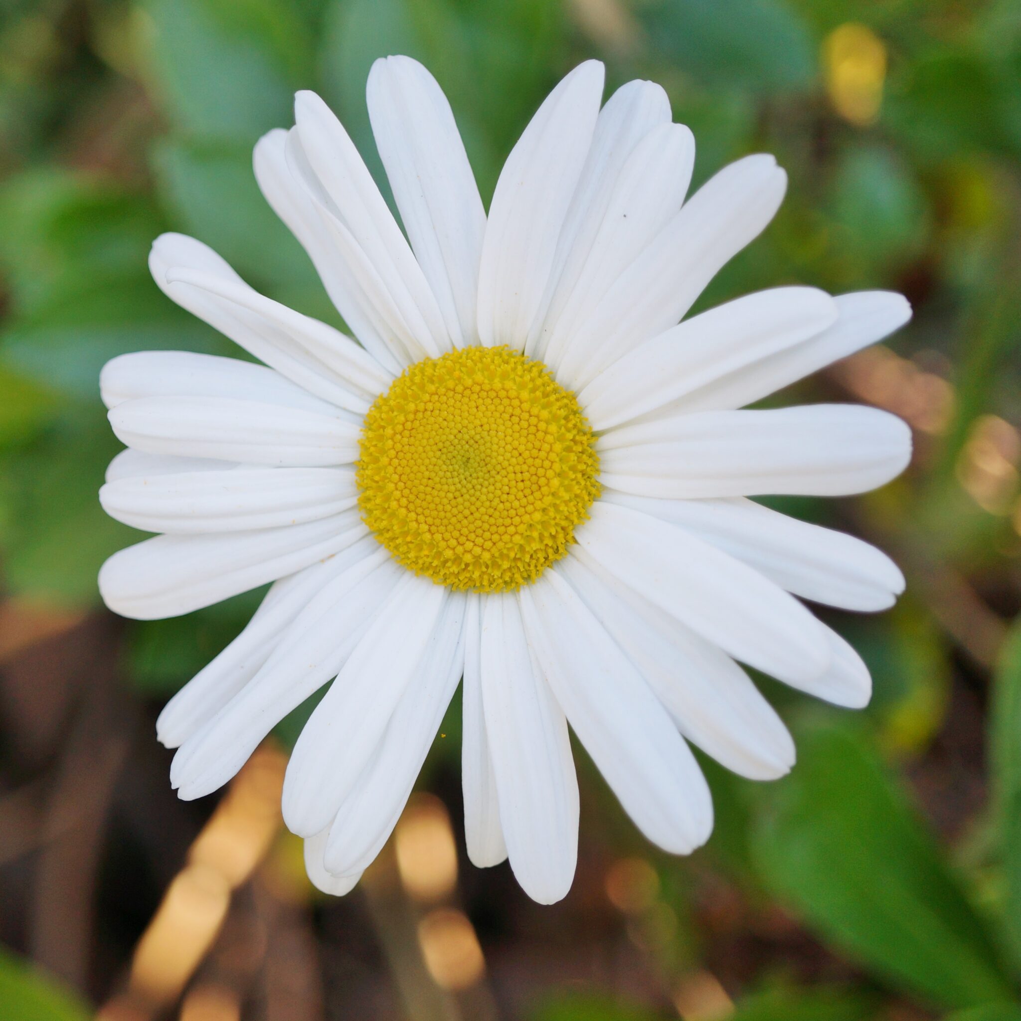 Montauk Daisies: A Cheerful Burst of Fall Blooms - Blog- Mahoney's ...