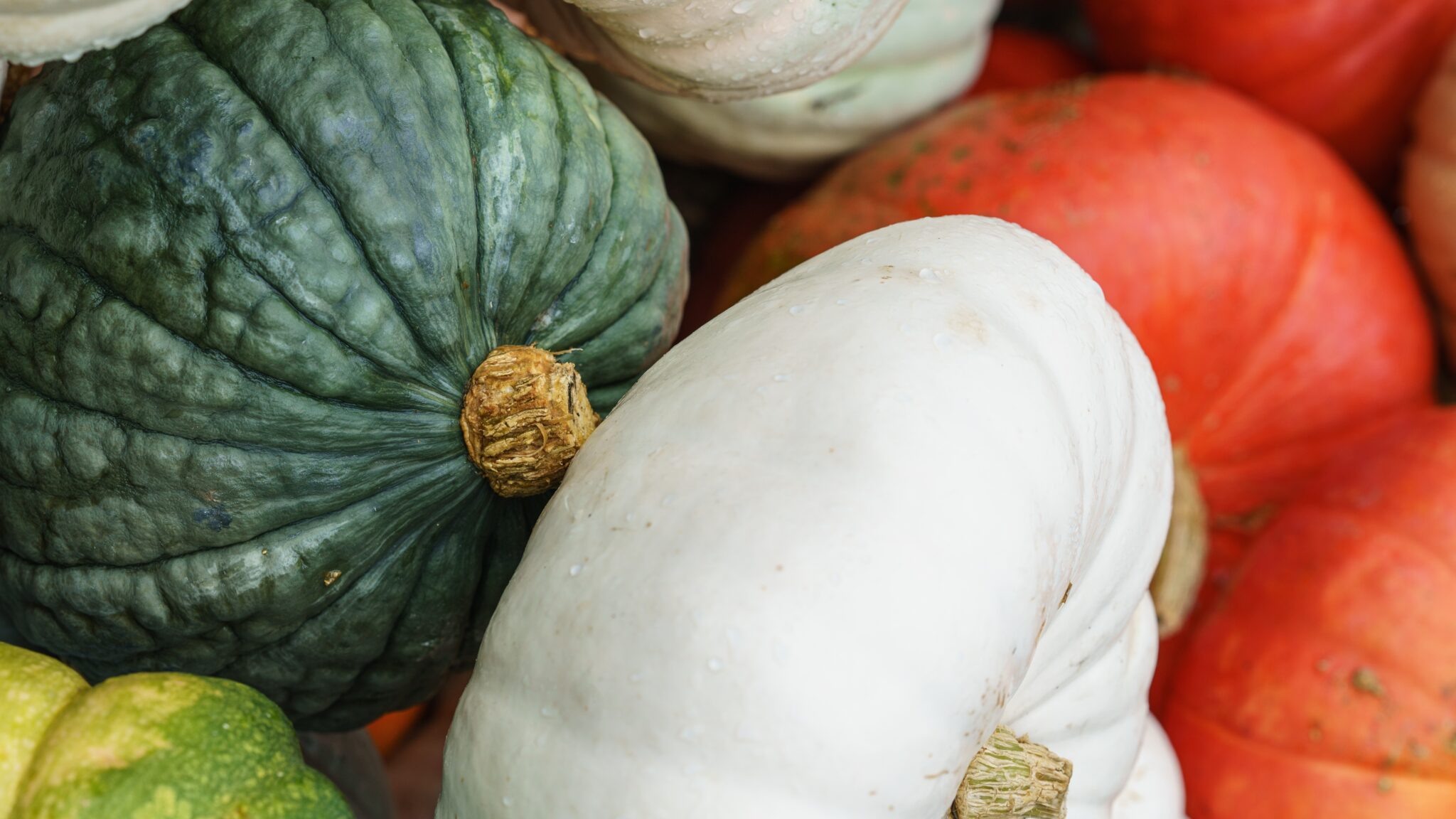 Pumpkins & Gourds for Every Fall Tradition - Mahoney's Garden Center