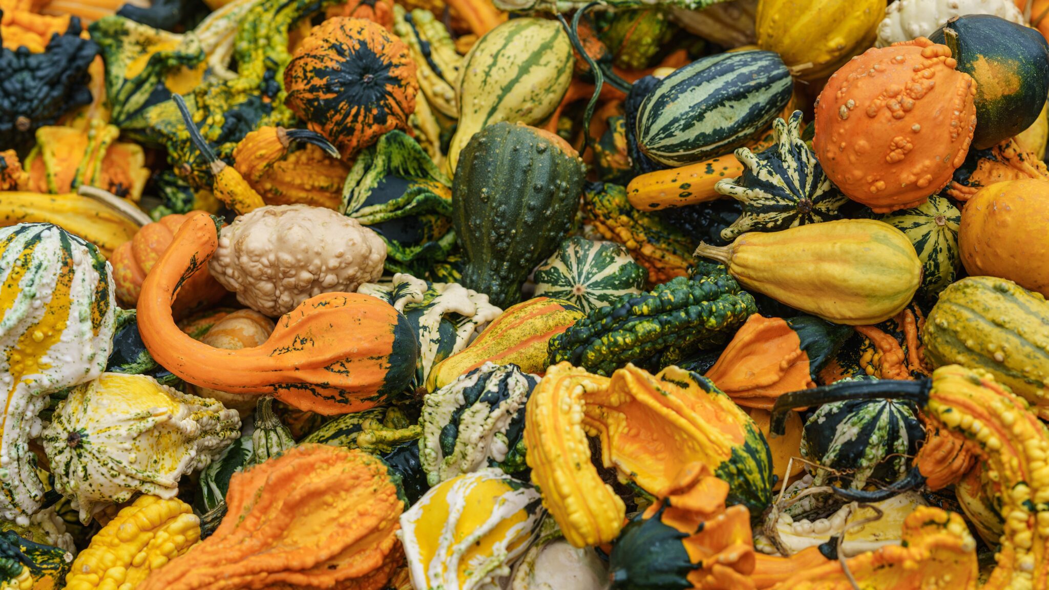 Pumpkins & Gourds for Every Fall Tradition - Mahoney's Garden Center