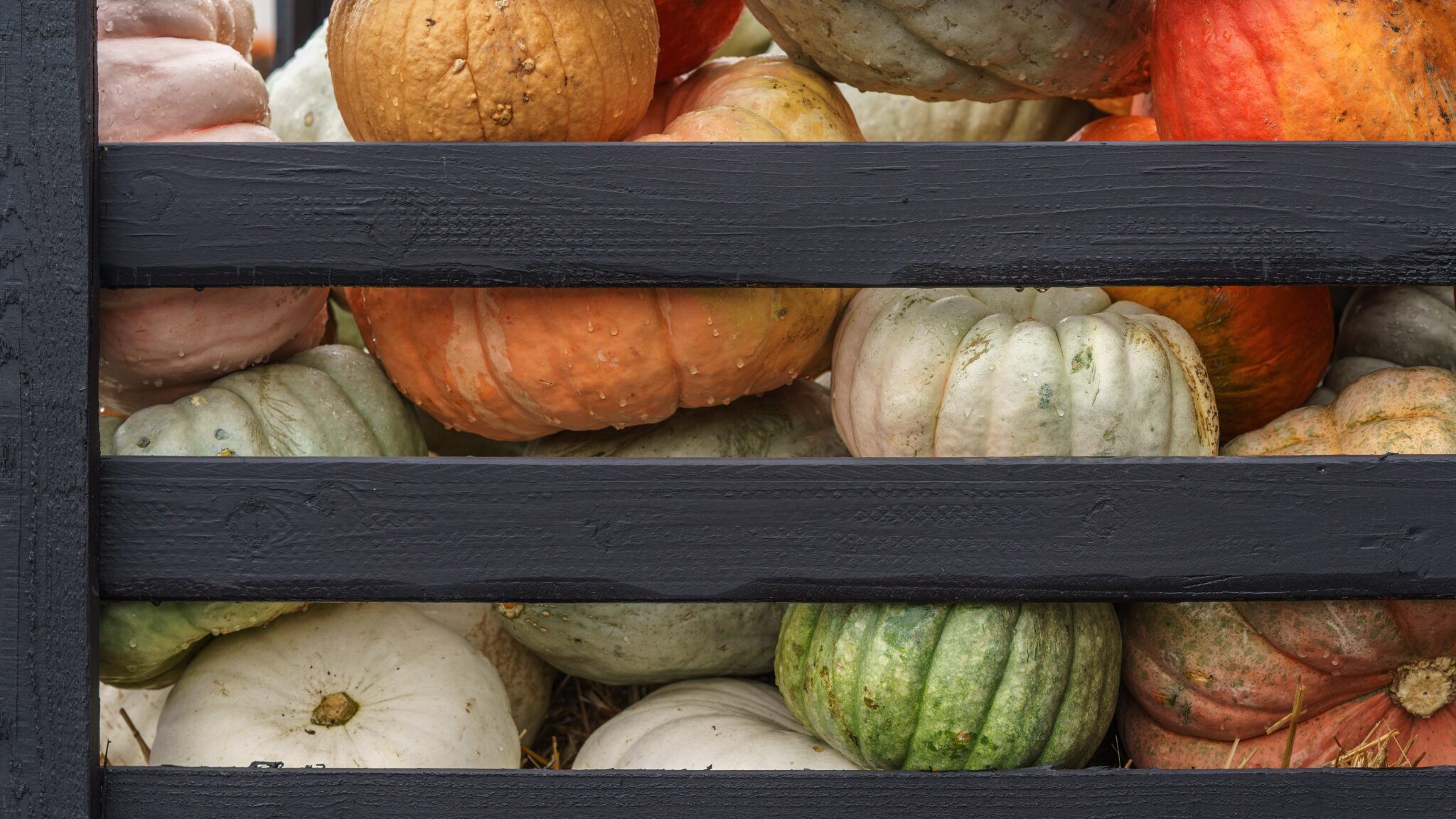 Pumpkins & Gourds for Every Fall Tradition - Mahoney's Garden Center