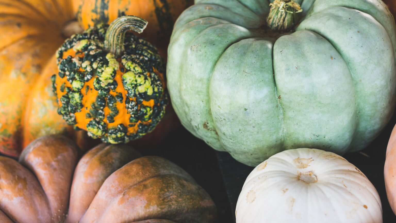 Pumpkins & Gourds for Every Fall Tradition - Mahoney's Garden Center