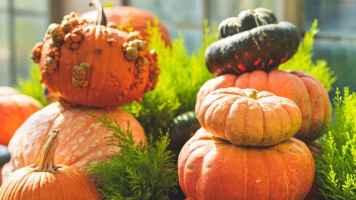 Pumpkins & Gourds for Every Fall Tradition - Mahoney's Garden Center