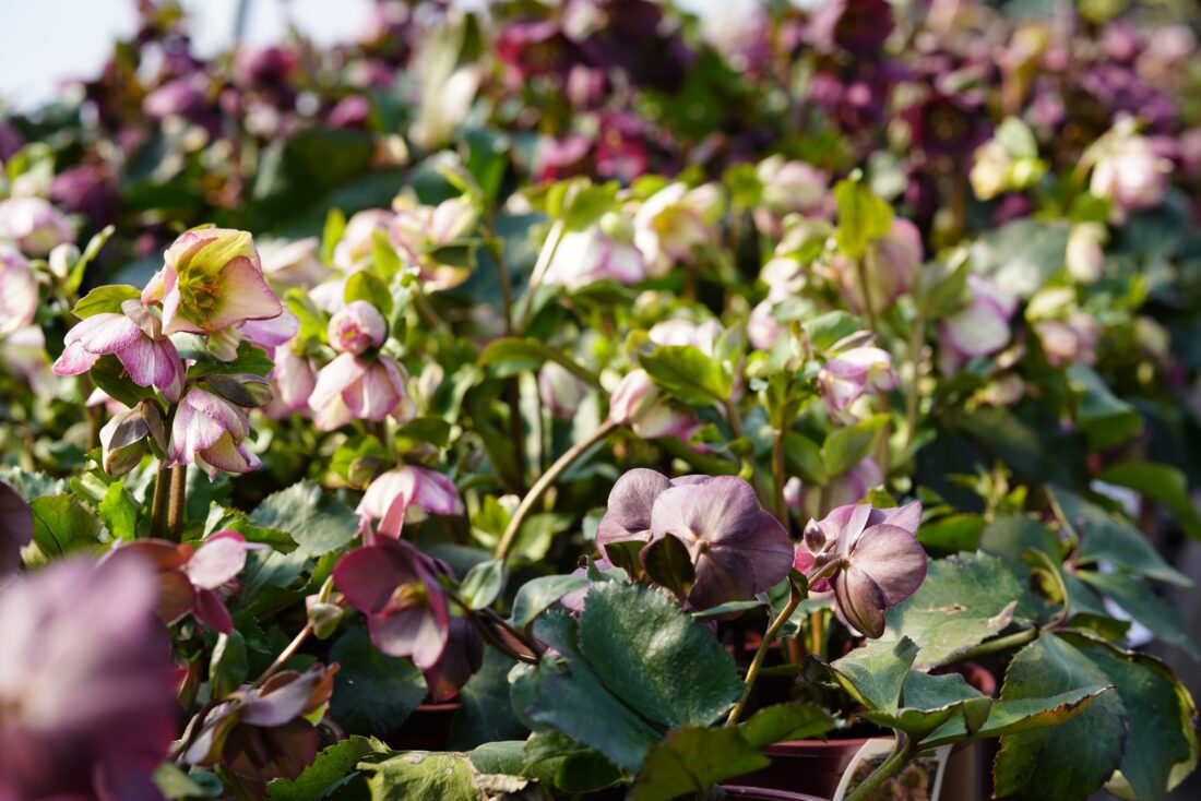 Bringing the Christmas Rose Indoors: Beauty, Meaning, and Care ...
