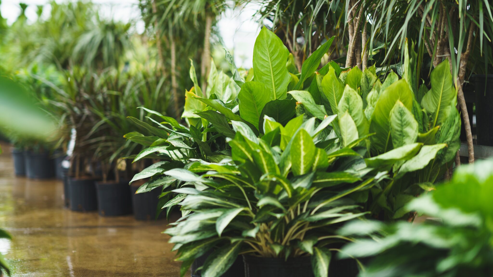Indoor Gardening for Mood Boosting: Plants That Bring Cheer in the Dark ...