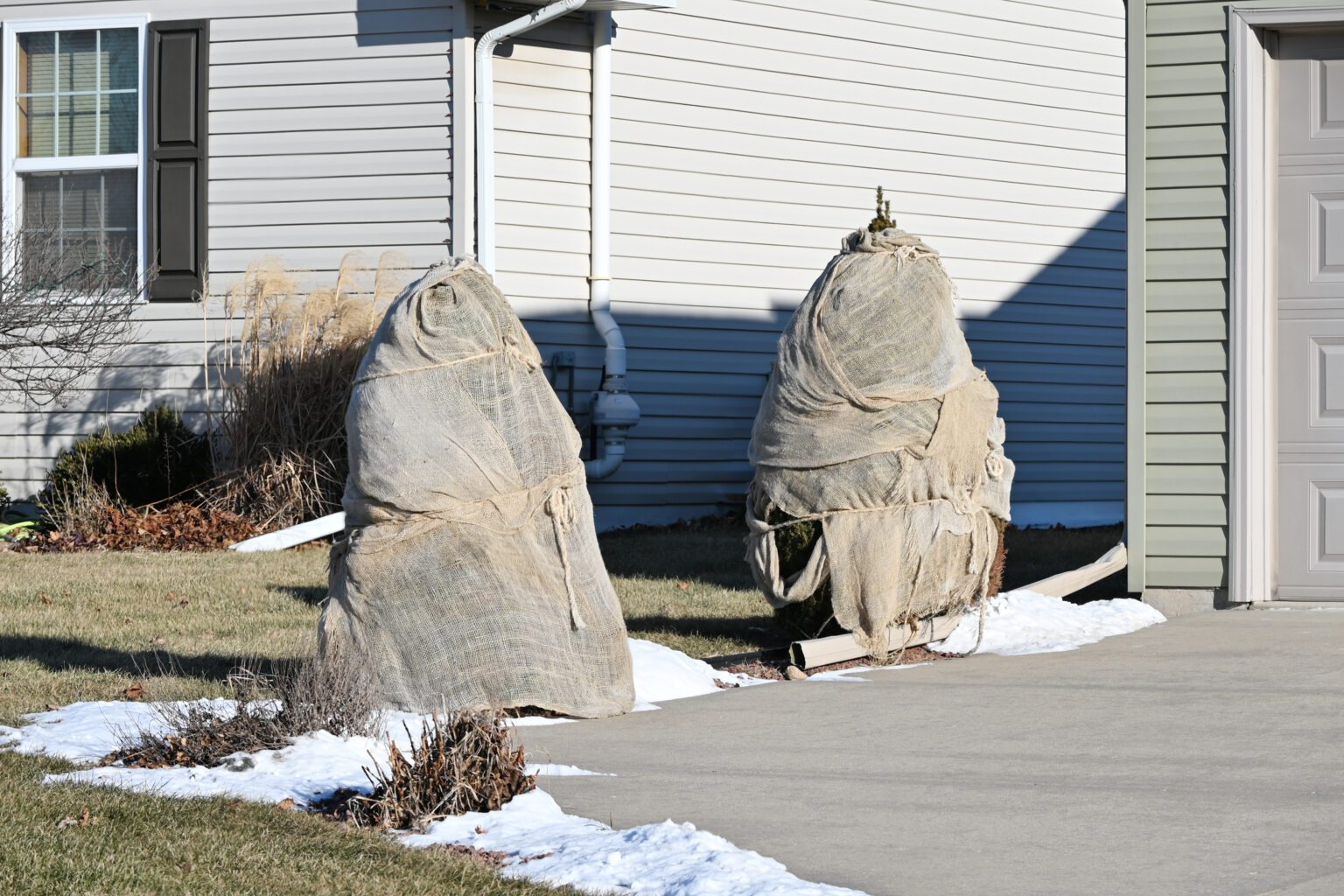 Understanding Salt Damage: How to Protect Plants Along Walkways ...