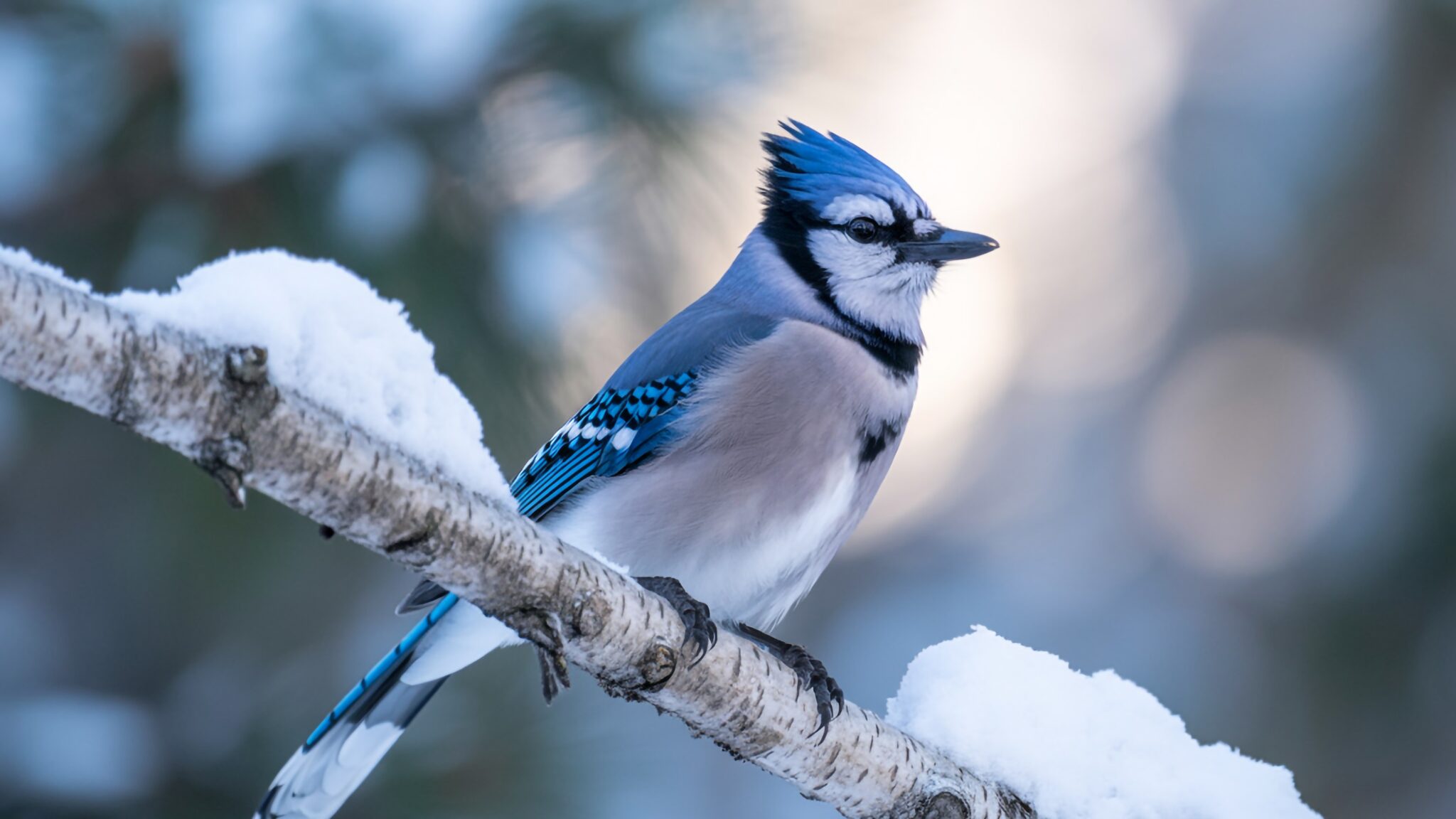 Welcoming the Blue Jays: Bold Color and Big Personality in the Winter ...