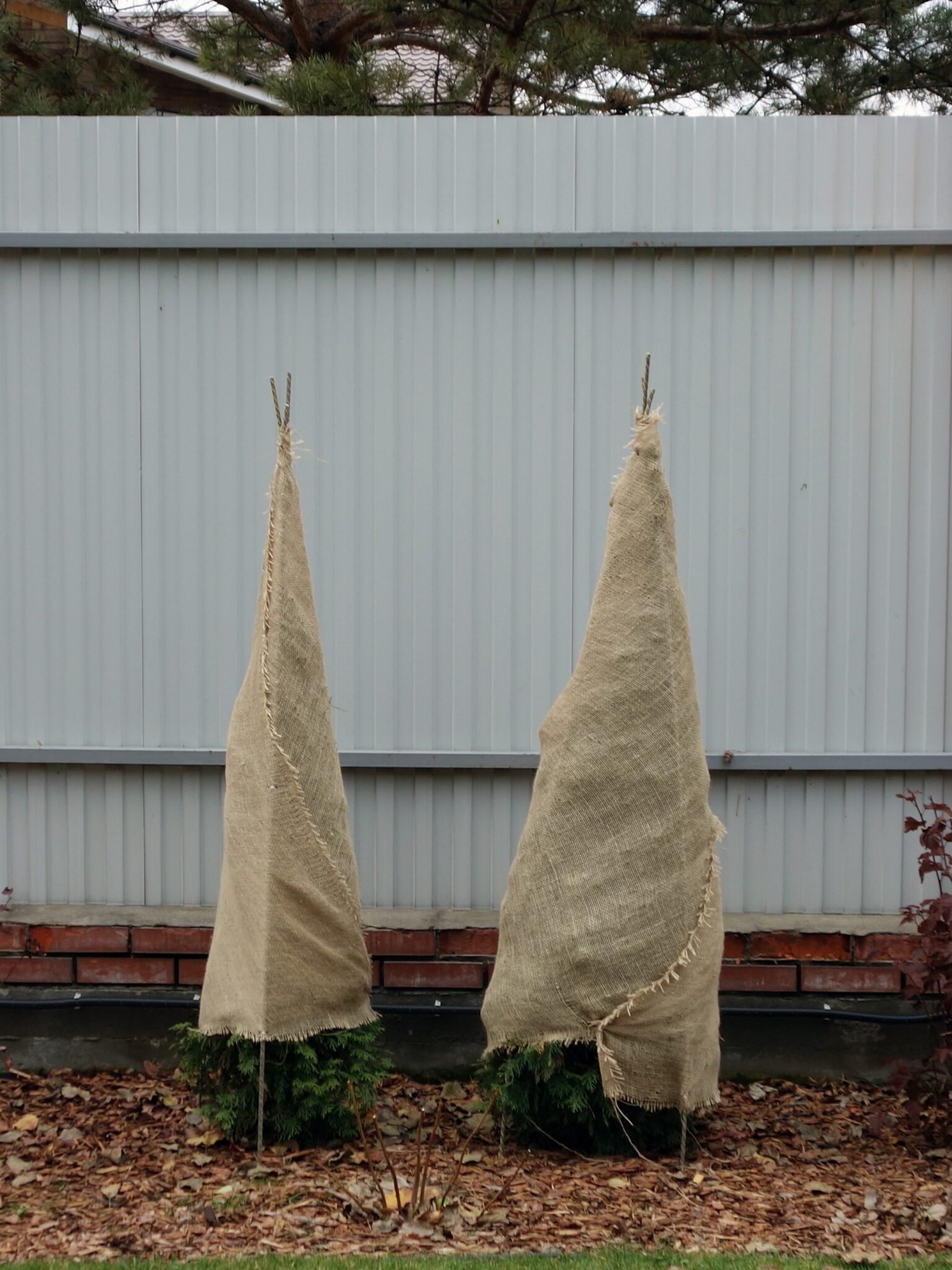 Understanding Salt Damage: How to Protect Plants Along Walkways ...