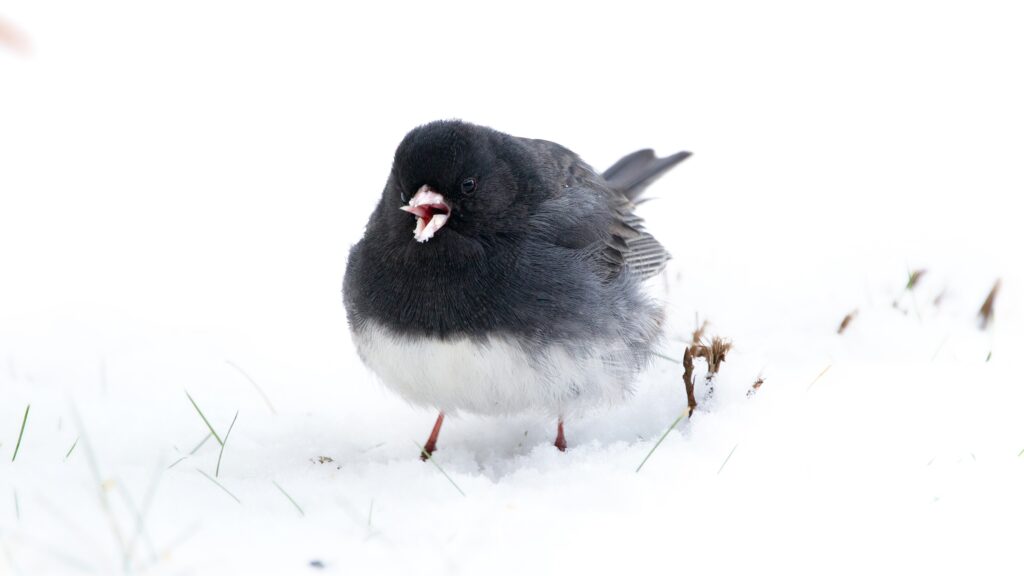 Welcoming the Dark-Eyed Juncos: Winter’s Little Snowbirds - Blog ...